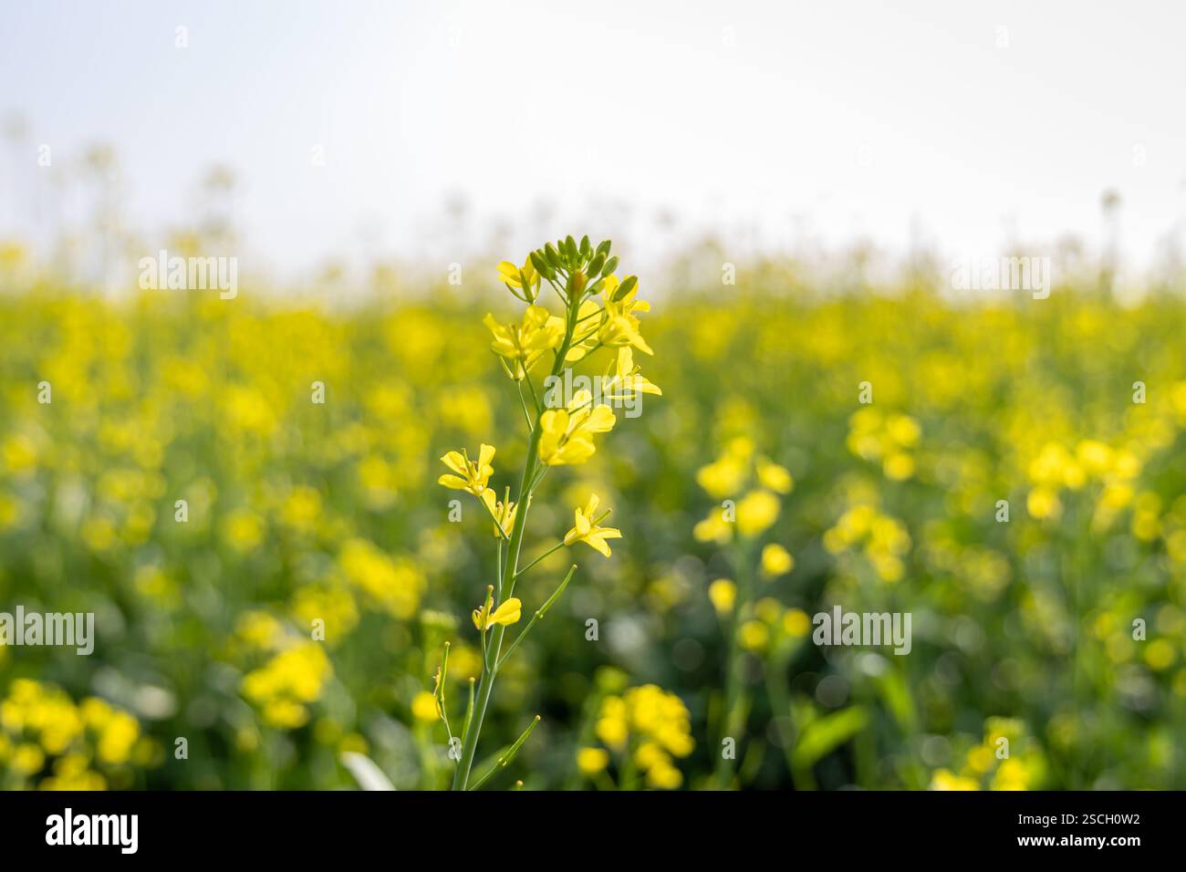 mustard field with yellow flowers at bright day Stock Photo - Alamy