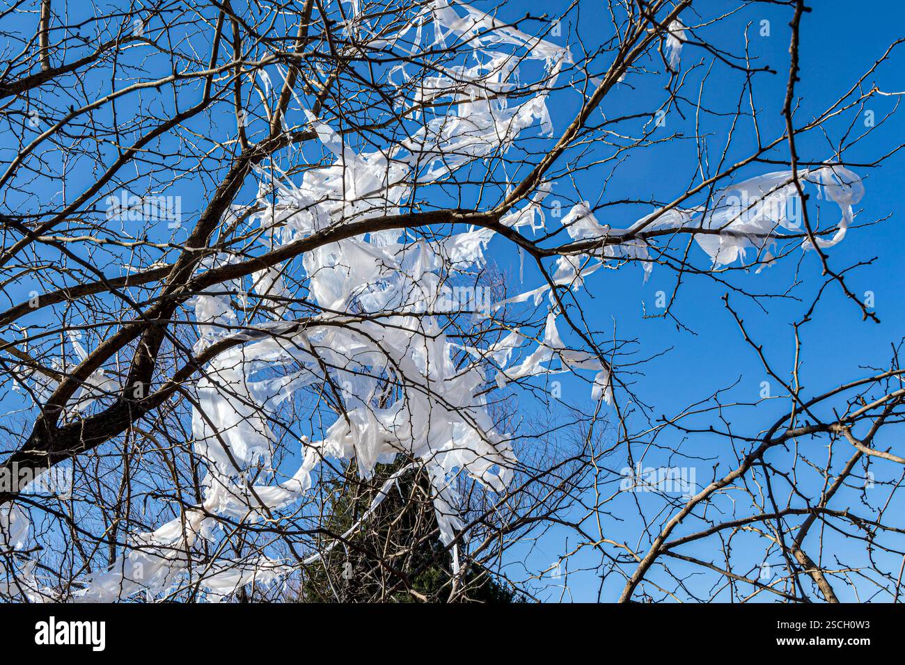 Plastic pollution tree hi-res stock photography and images - Alamy