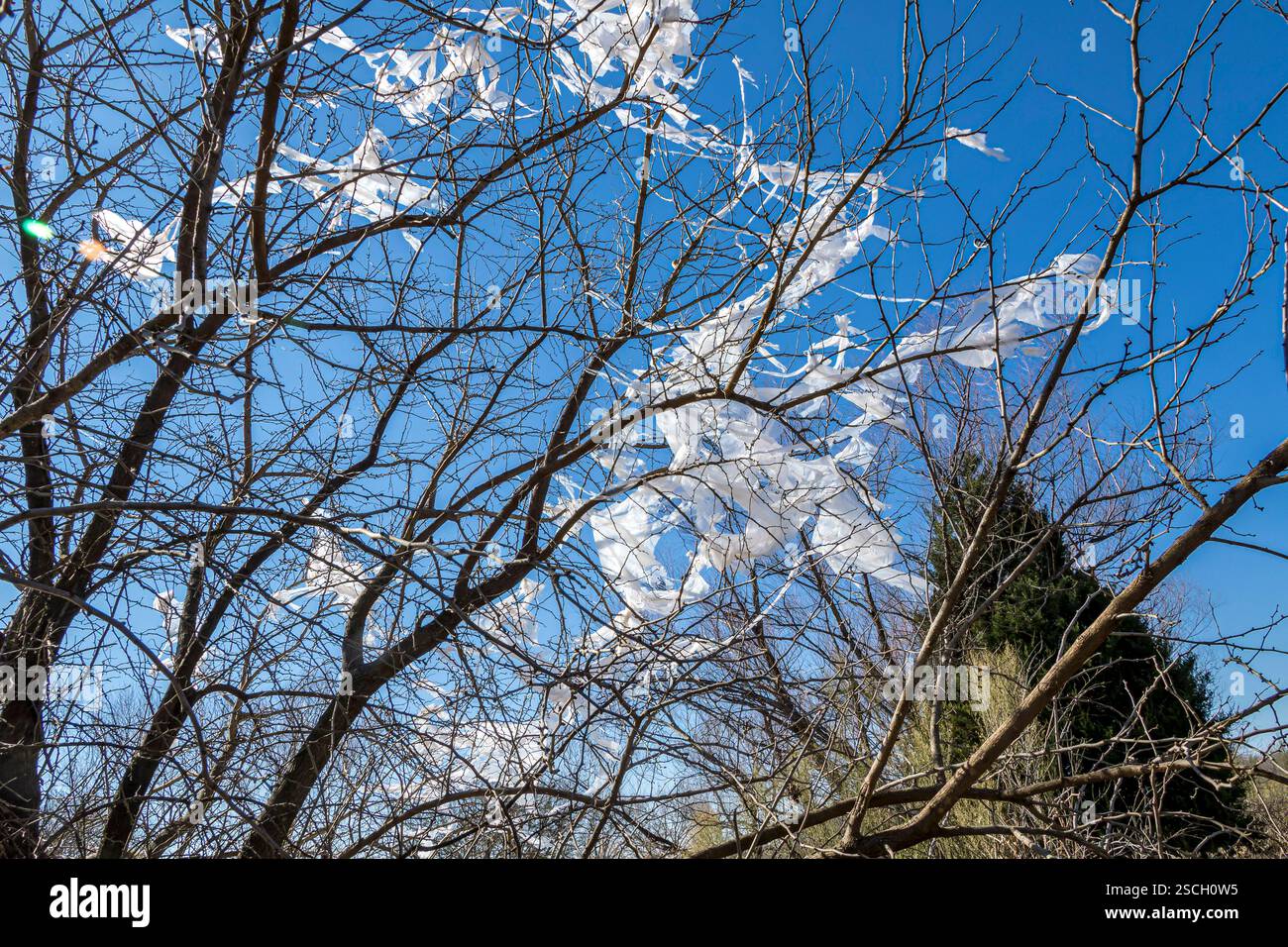 Plastic pollution tree hi-res stock photography and images - Alamy