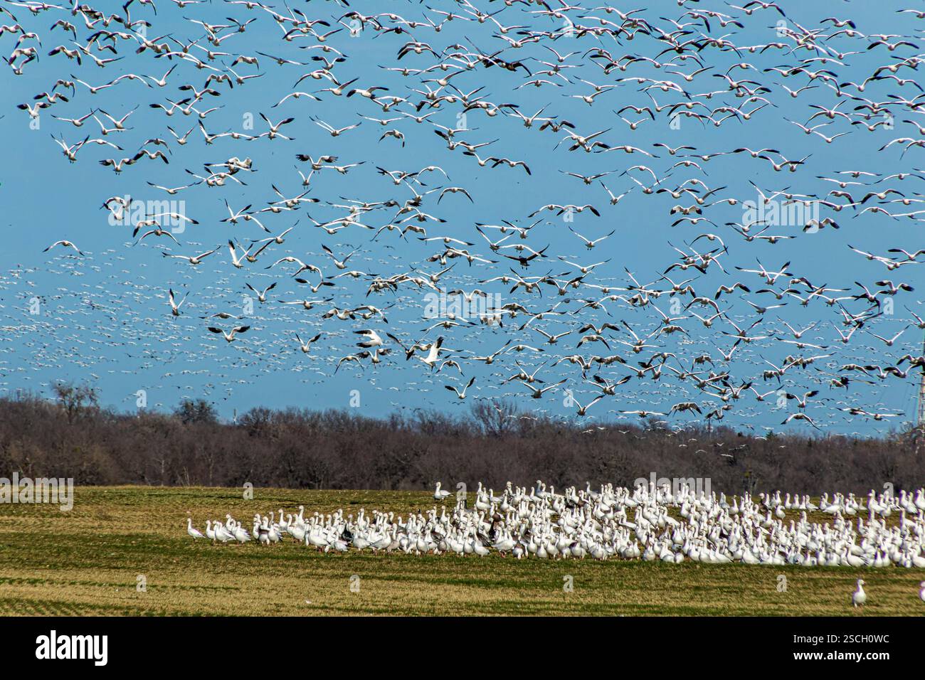 Chen caerulescens, Hagerman National Wildlife Refuge, Lake Texoma, Snow ...