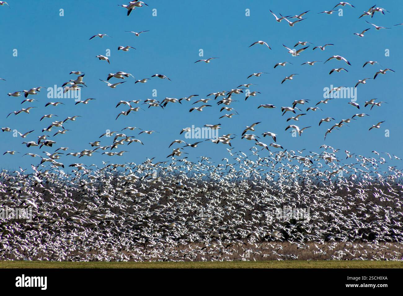 Chen caerulescens, Hagerman National Wildlife Refuge, Lake Texoma, Snow ...