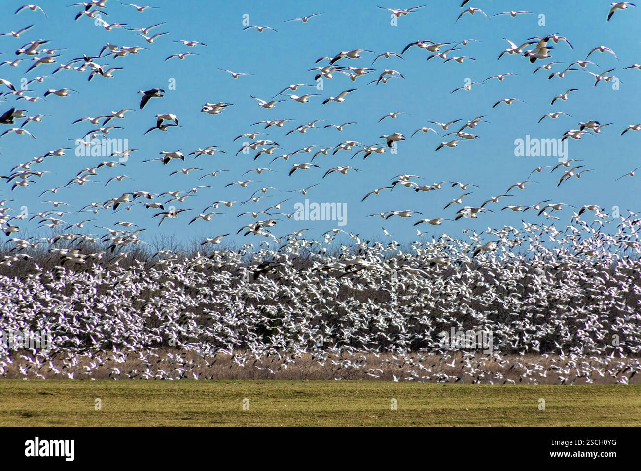 Chen caerulescens, Hagerman National Wildlife Refuge, Lake Texoma, Snow ...