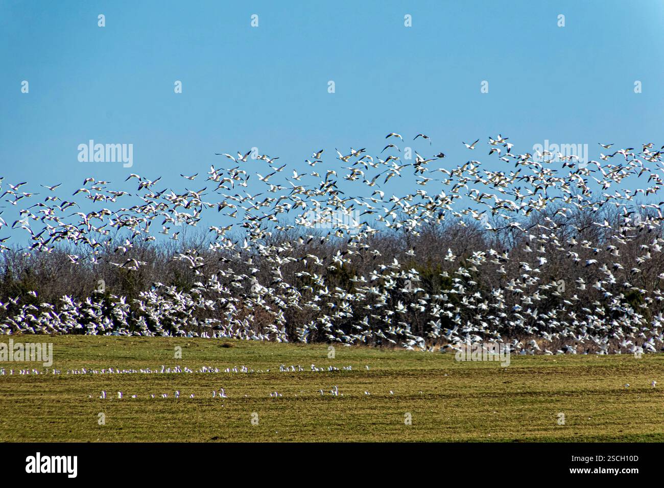 Chen caerulescens, Hagerman National Wildlife Refuge, Lake Texoma, Snow ...
