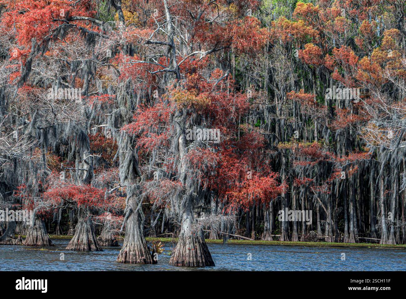 Bald-cypress, Caddo lake, Spanish moss, Swamp Cypress, Taxodium ...