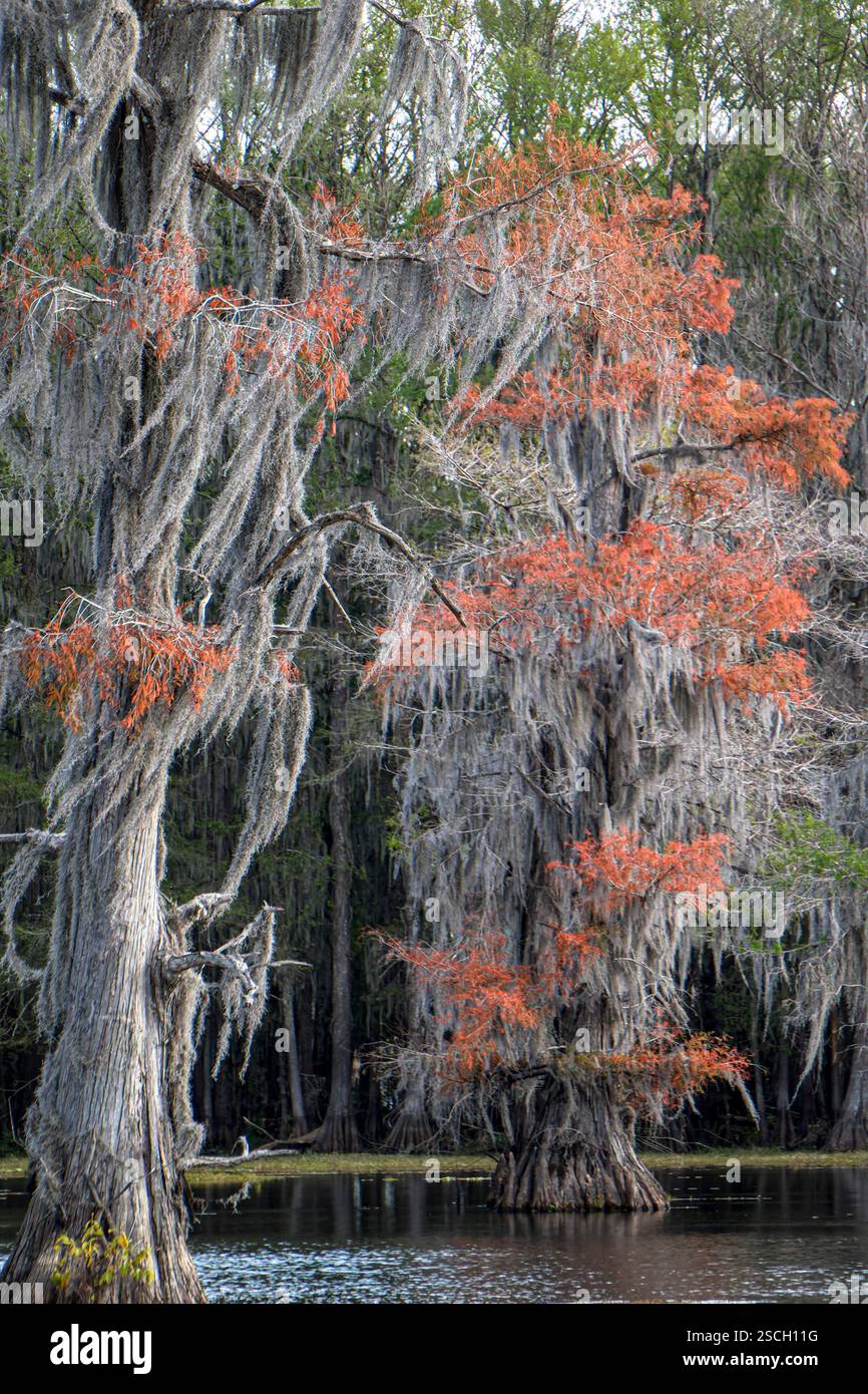 Bald-cypress, Caddo lake, Spanish moss, Swamp Cypress, Taxodium ...
