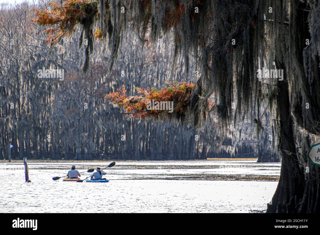 Bald-cypress, Caddo lake, Spanish moss, Swamp Cypress, Taxodium ...