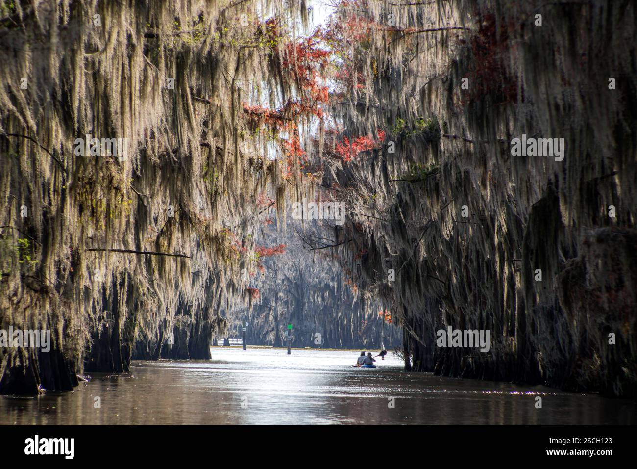 Bald-cypress, Caddo lake, Spanish moss, Swamp Cypress, Taxodium ...