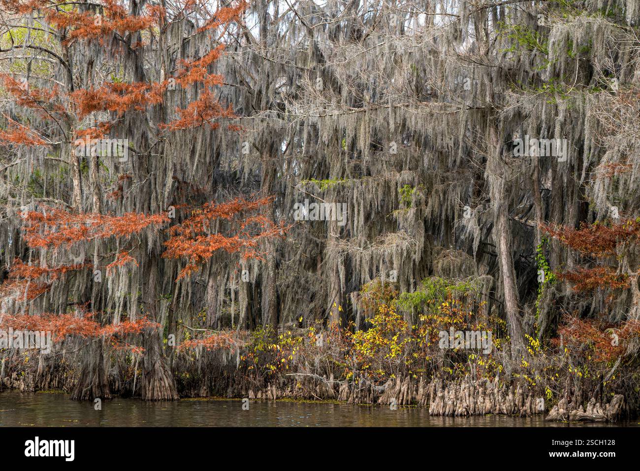 Bald-cypress, Caddo lake, Spanish moss, Swamp Cypress, Taxodium ...