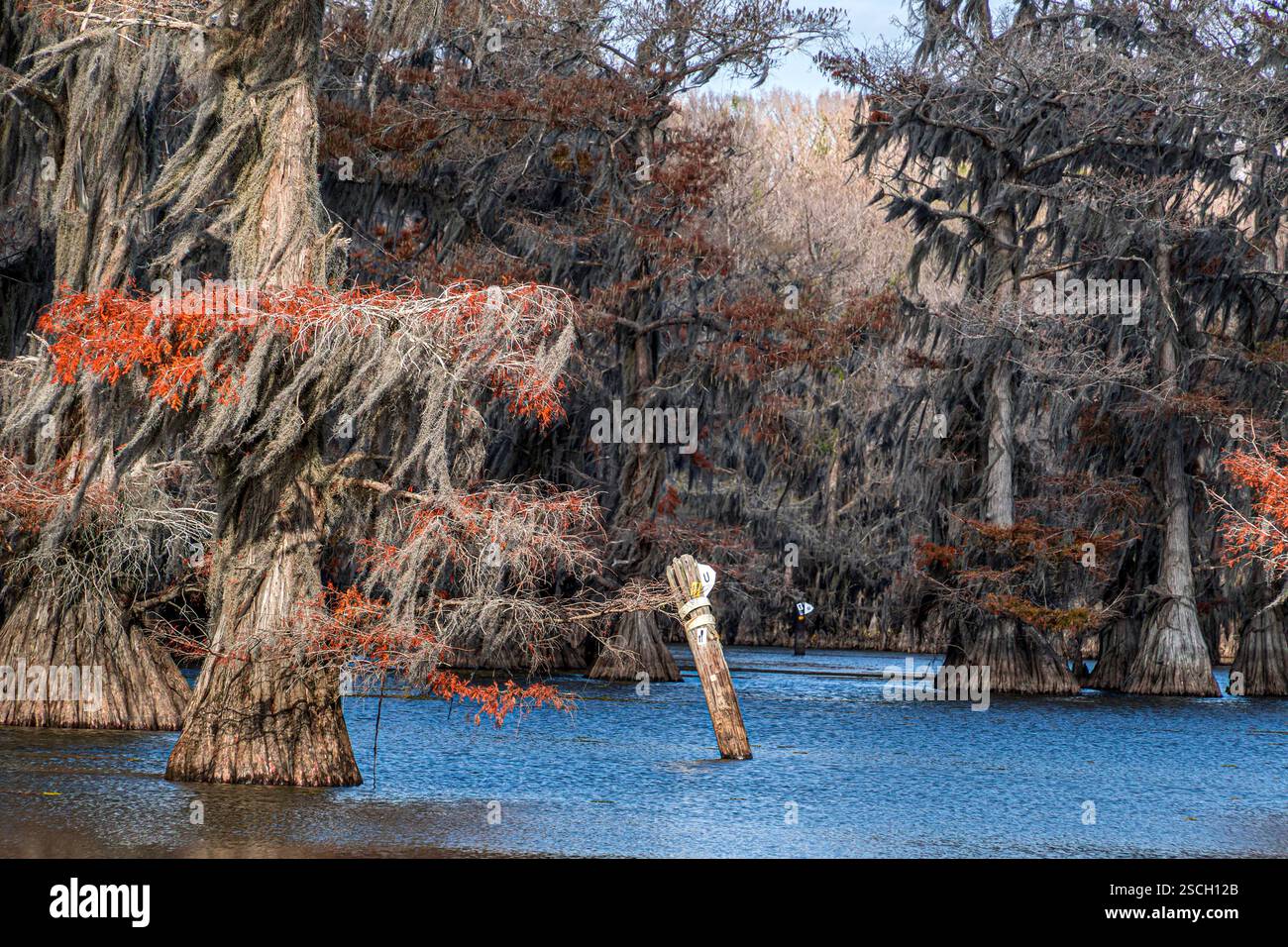 Bald-cypress, Caddo lake, Spanish moss, Swamp Cypress, Taxodium ...