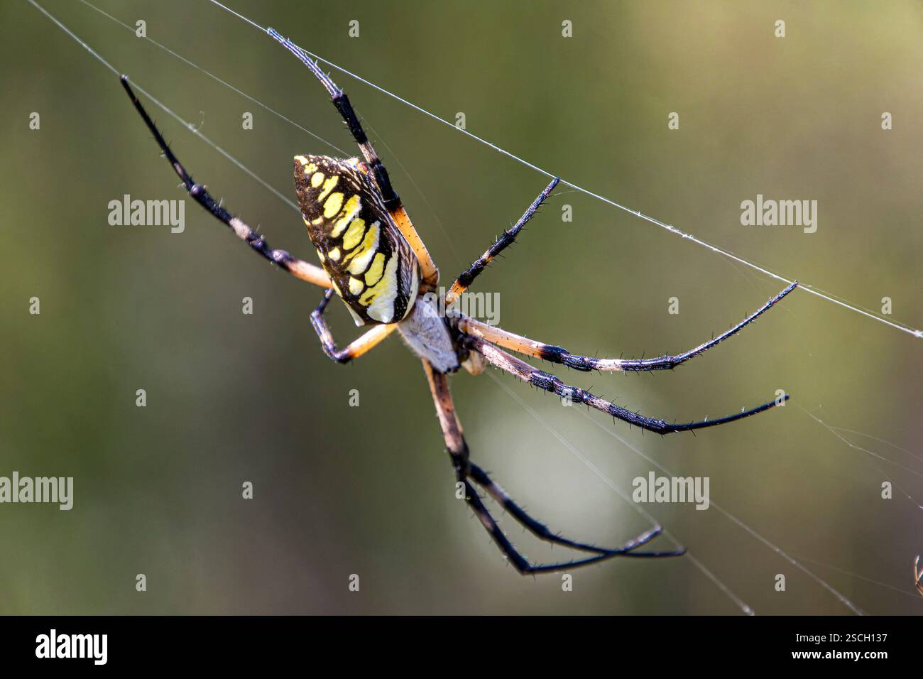 Argiope aurantia, Corn Spider, Garden Orbweaver, Writing Spider, Yellow ...