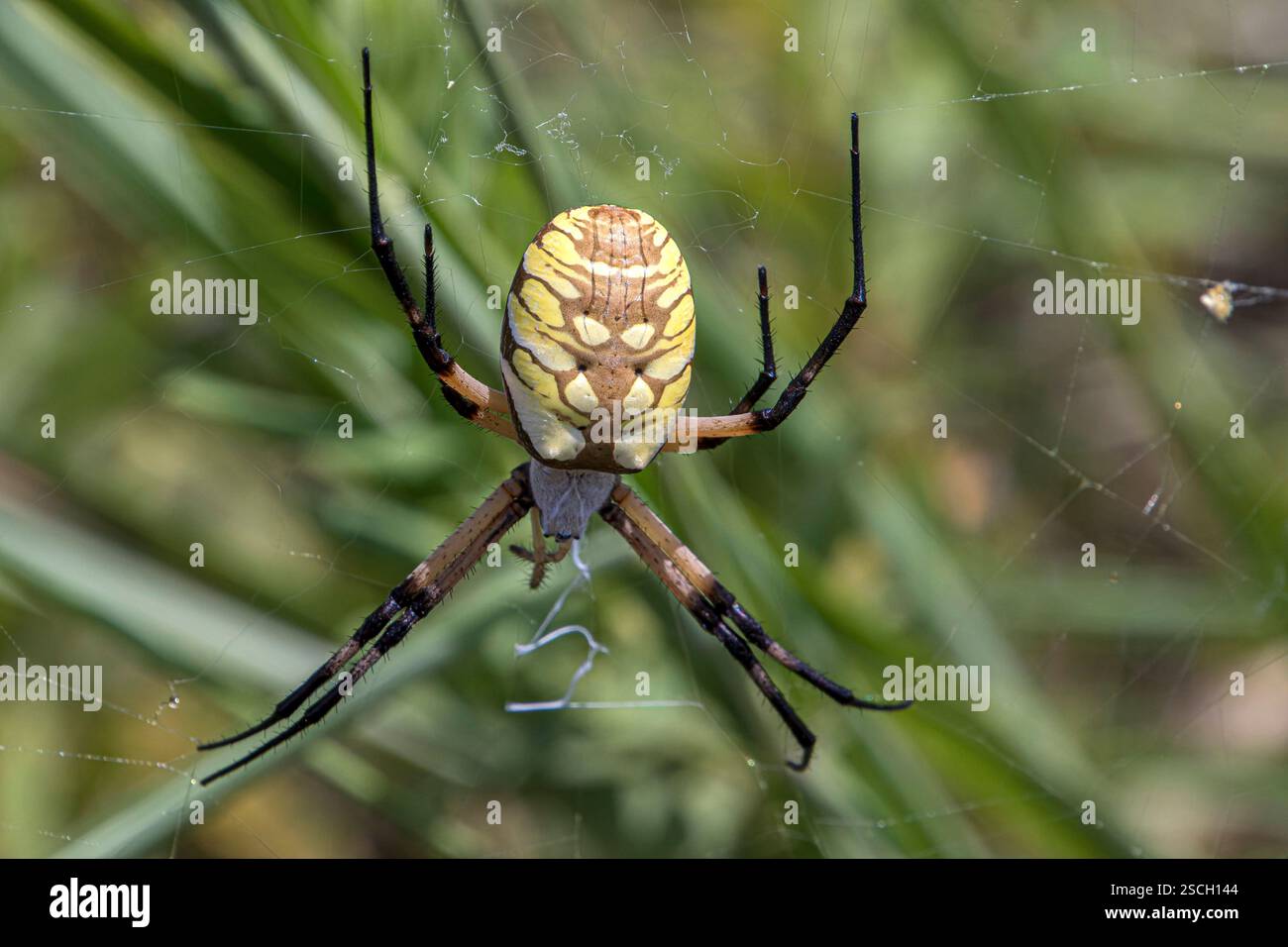 Argiope aurantia, Corn Spider, Garden Orbweaver, Writing Spider, Yellow ...