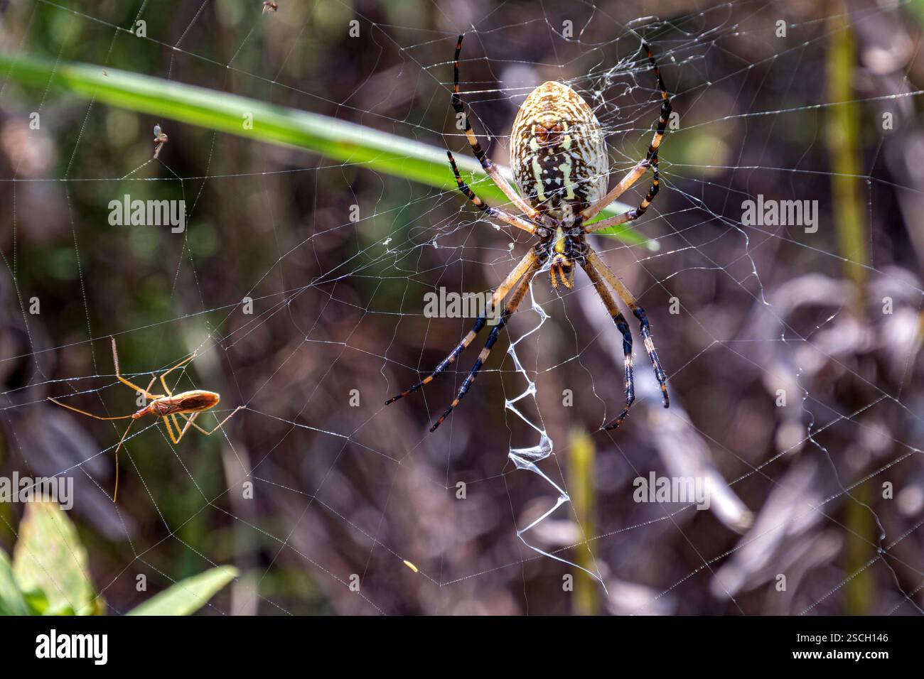 Argiope aurantia, Corn Spider, Garden Orbweaver, Writing Spider, Yellow ...