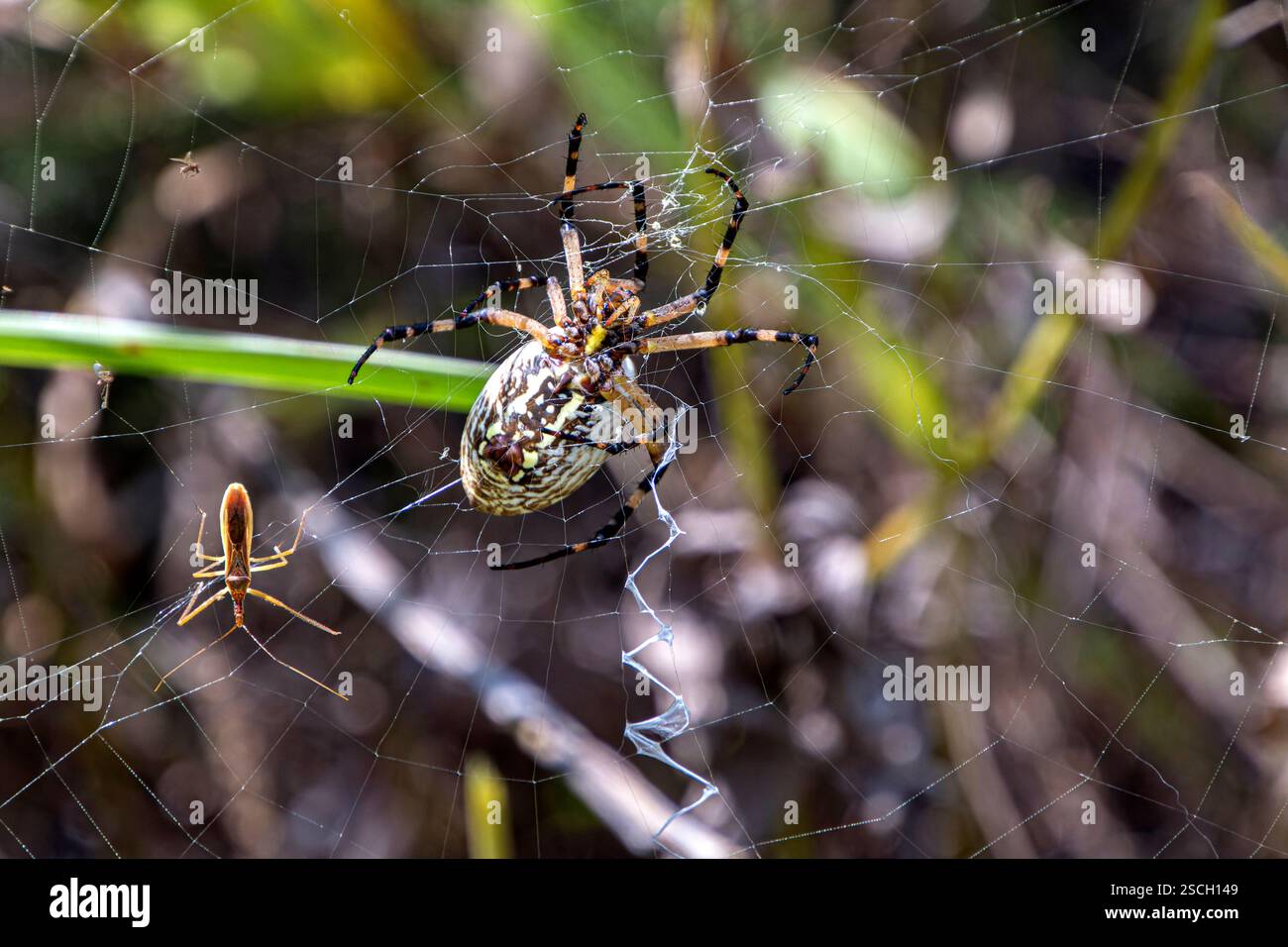 Argiope aurantia, Corn Spider, Garden Orbweaver, Writing Spider, Yellow ...
