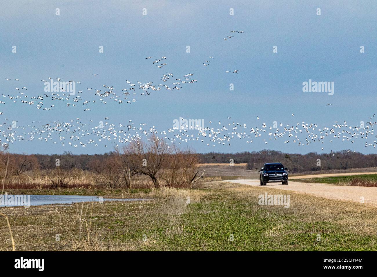 Anser caerulescens, Hagerman National Wildlife Refuge, Lake Texoma ...