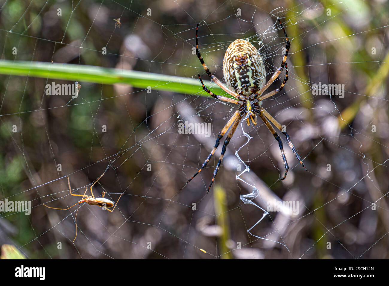 Argiope aurantia, Corn Spider, Garden Orbweaver, Writing Spider, Yellow ...