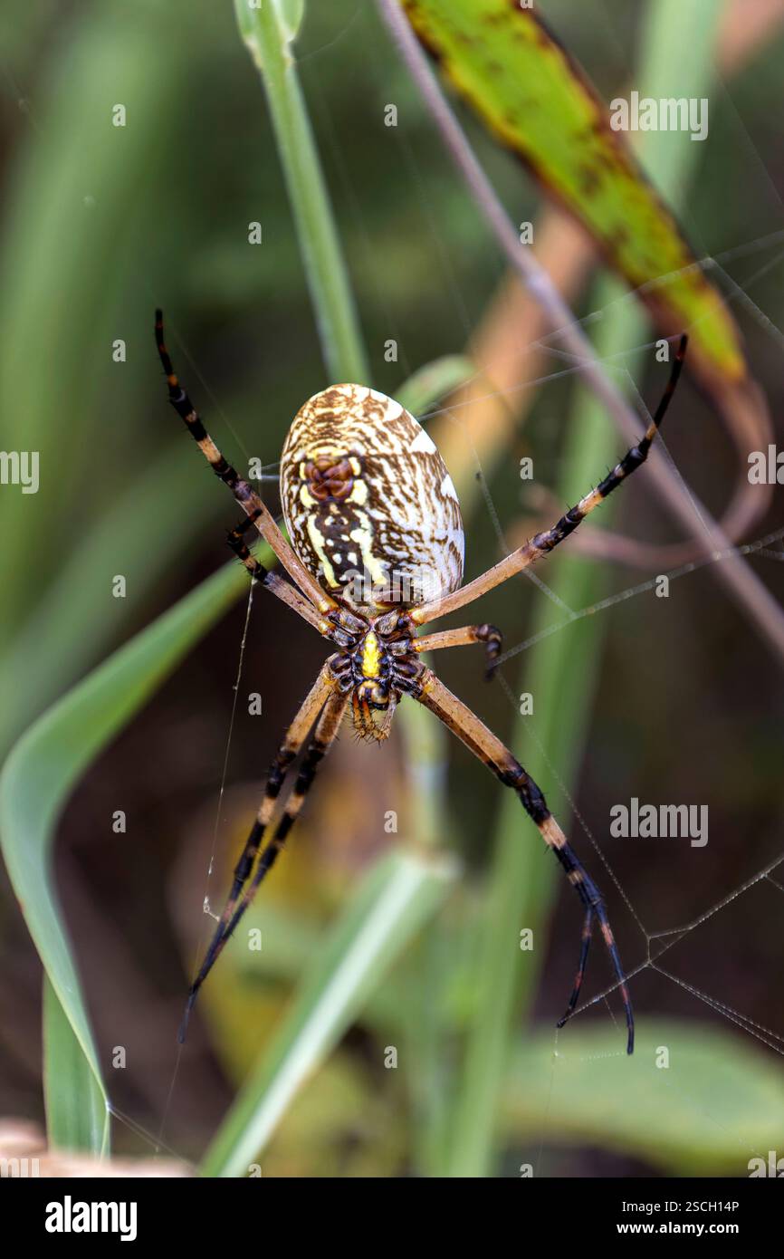 Argiope aurantia, Corn Spider, Garden Orbweaver, Writing Spider, Yellow ...
