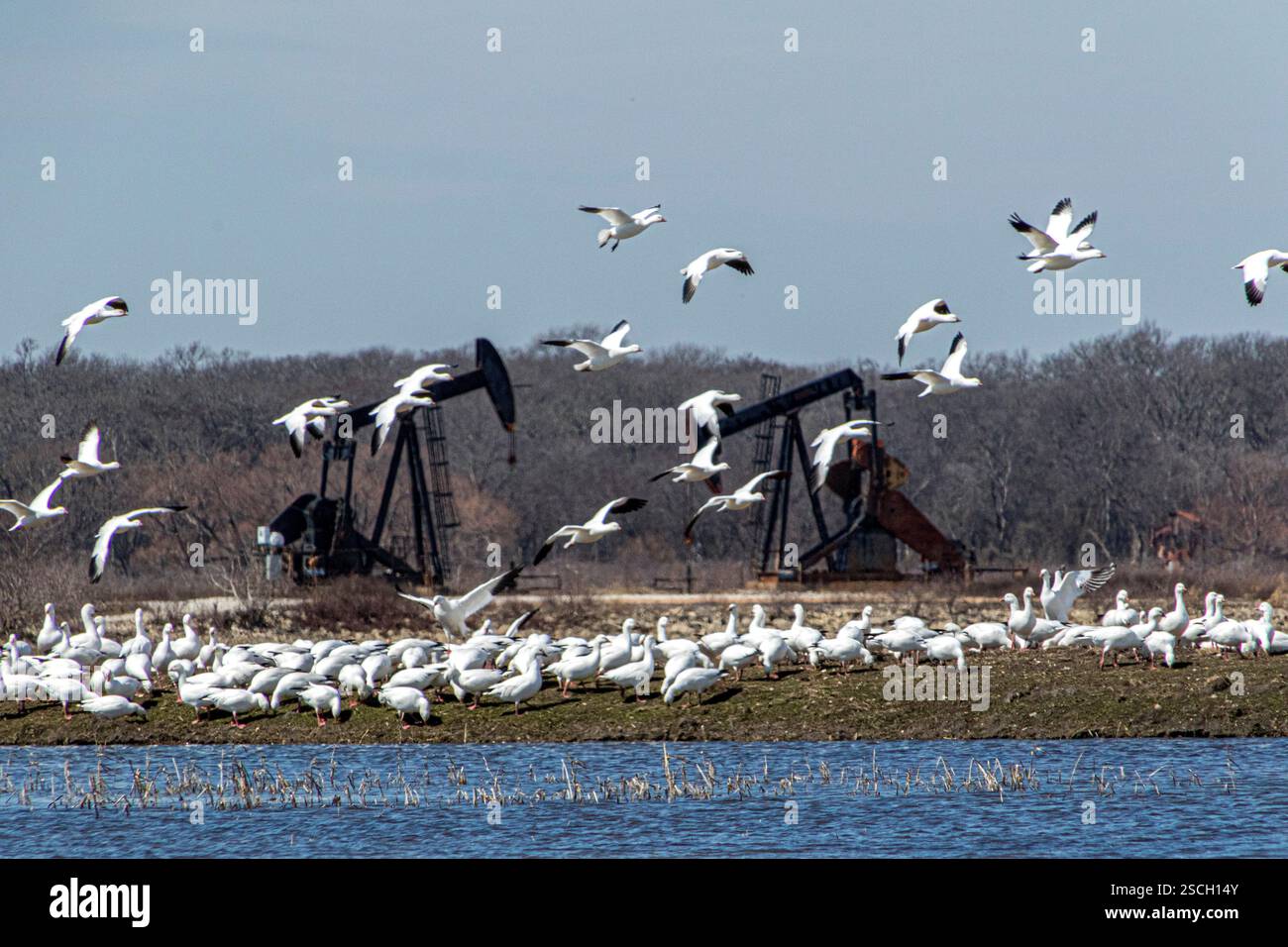 Anser caerulescens, Hagerman National Wildlife Refuge, Lake Texoma ...