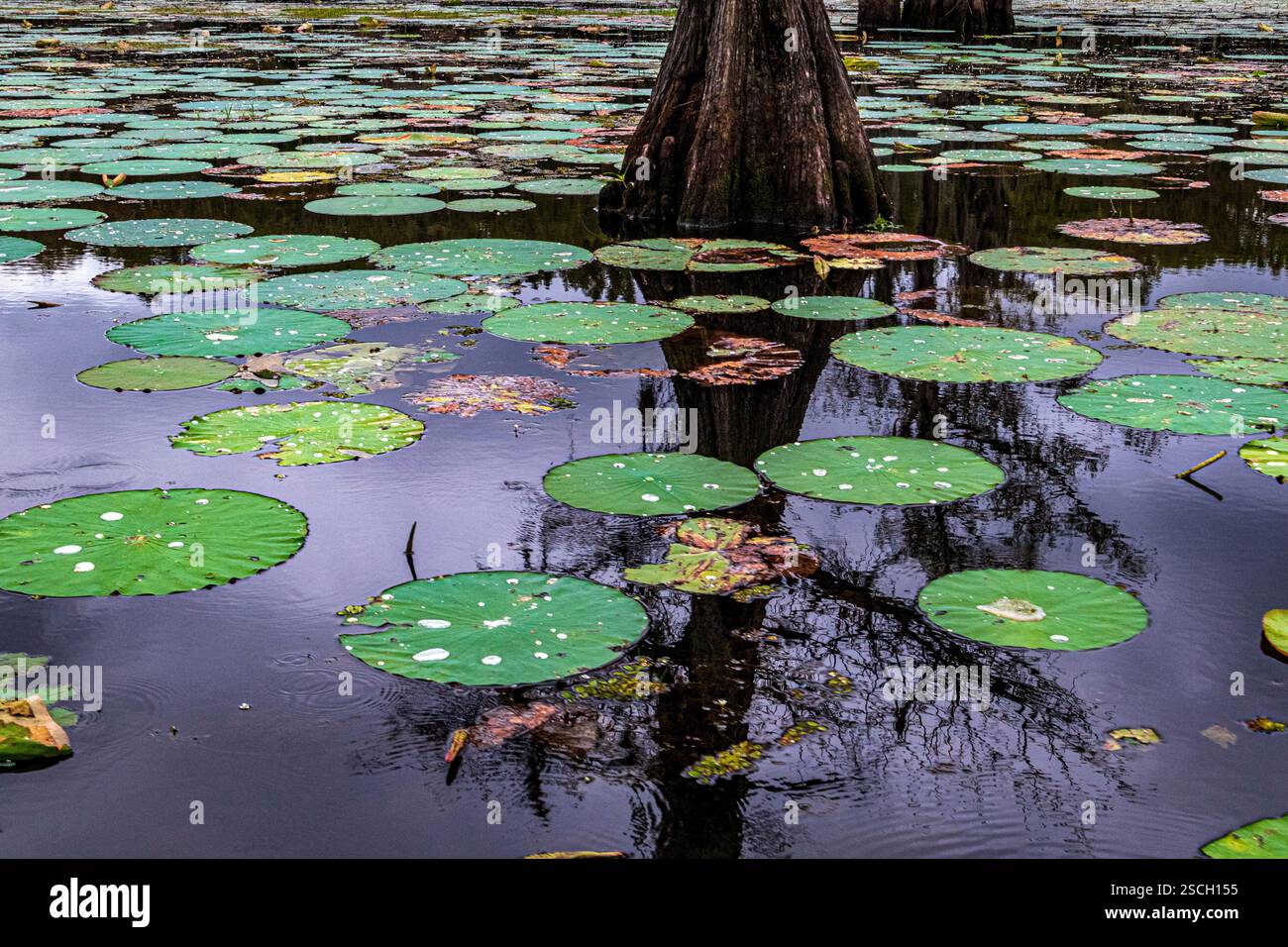 Bald-cypress, Baldcypress, Caddo lake, Cupressaceae, Fragrant Water ...