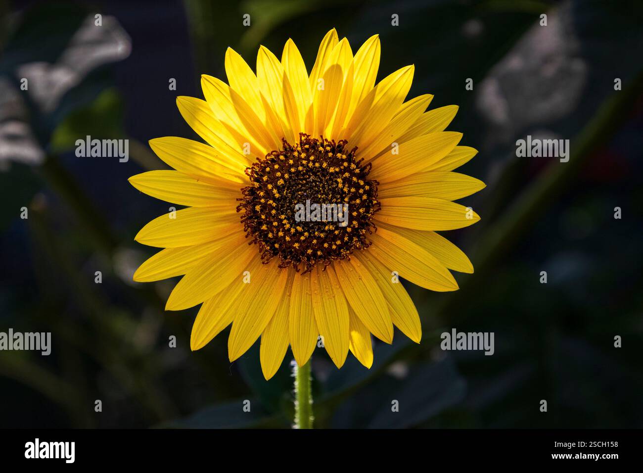 Helianthus annuus, Pacino Gold, Sunflower Pacino, dwarf sunflower Stock ...