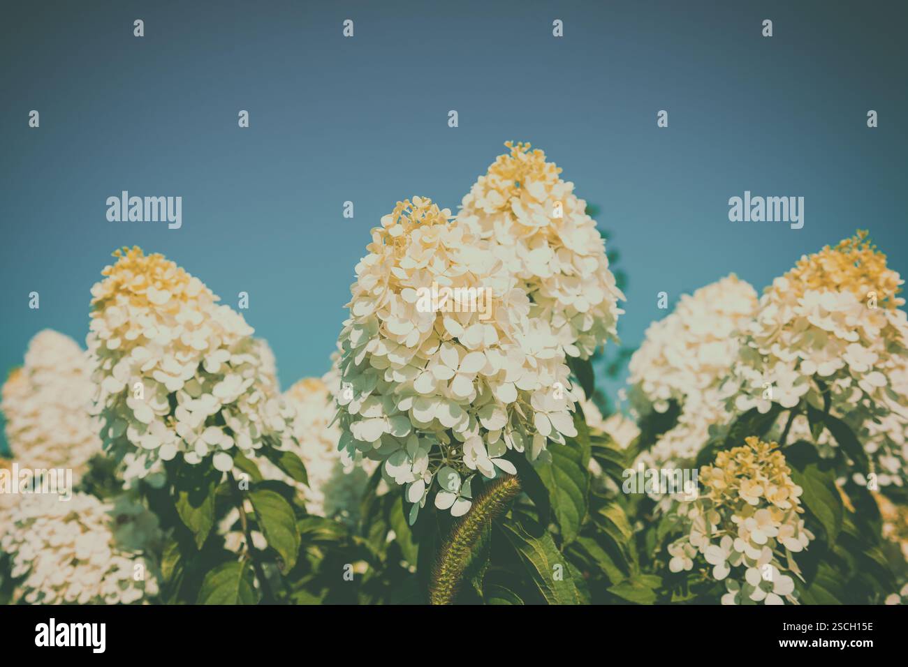 White hydrangeas sunlight hi-res stock photography and images - Alamy
