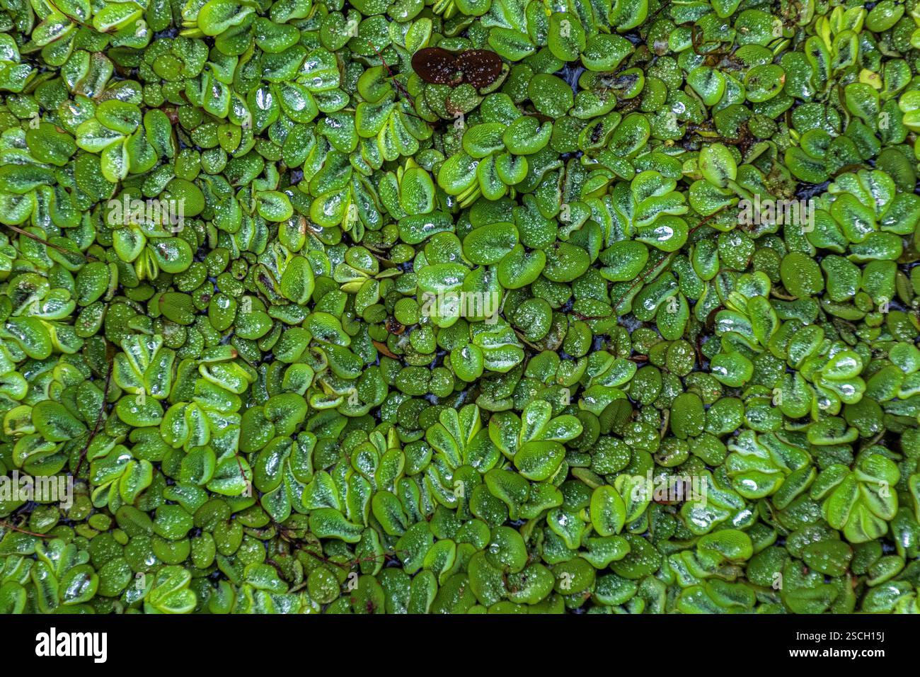 Caddo lake, Salvinia molesta, Texas, aquatic fern, giant salvinia ...