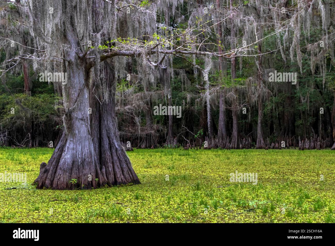 Bald-cypress, Baldcypress, Black Moss, Caddo lake, Cupressaceae, Long ...