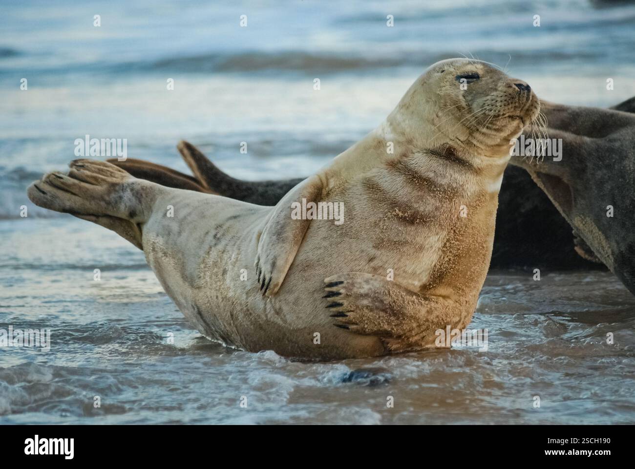 Grey seal resting on the North Sea sandy beach. Wild animal posing ...