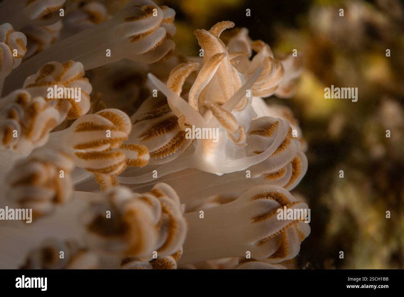 Nudibranch Phyllodesmium jakobsenae. Underwater macro photography from ...