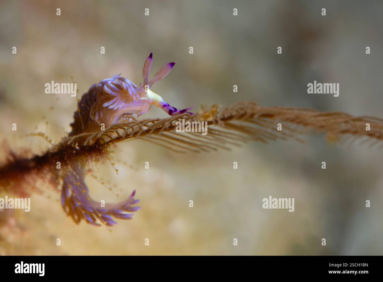 Nudibranch Pteraeolidia semperi. Underwater macro photo from Romblon ...