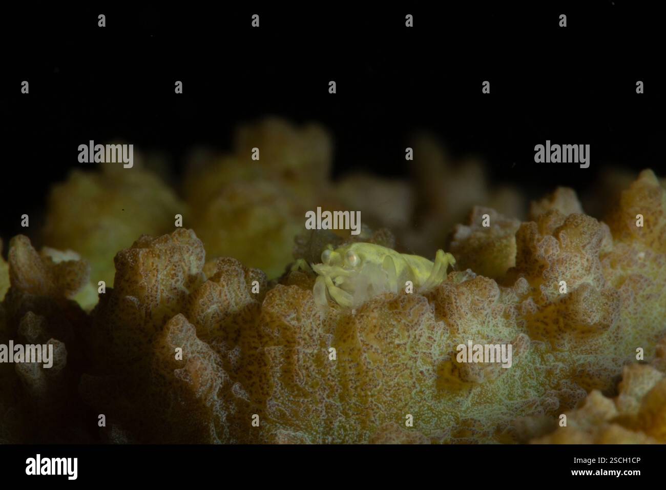 Pale Scorpion Shrimp (Metapontonia fungiacola). Photo was taken in the ...