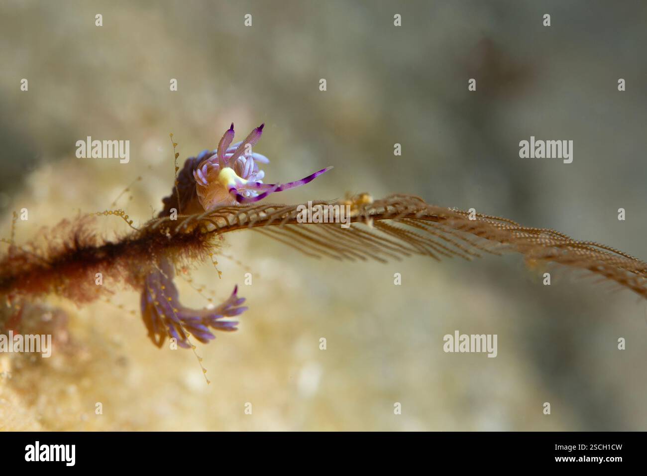 Nudibranch Pteraeolidia semperi. Underwater macro photo from Romblon ...