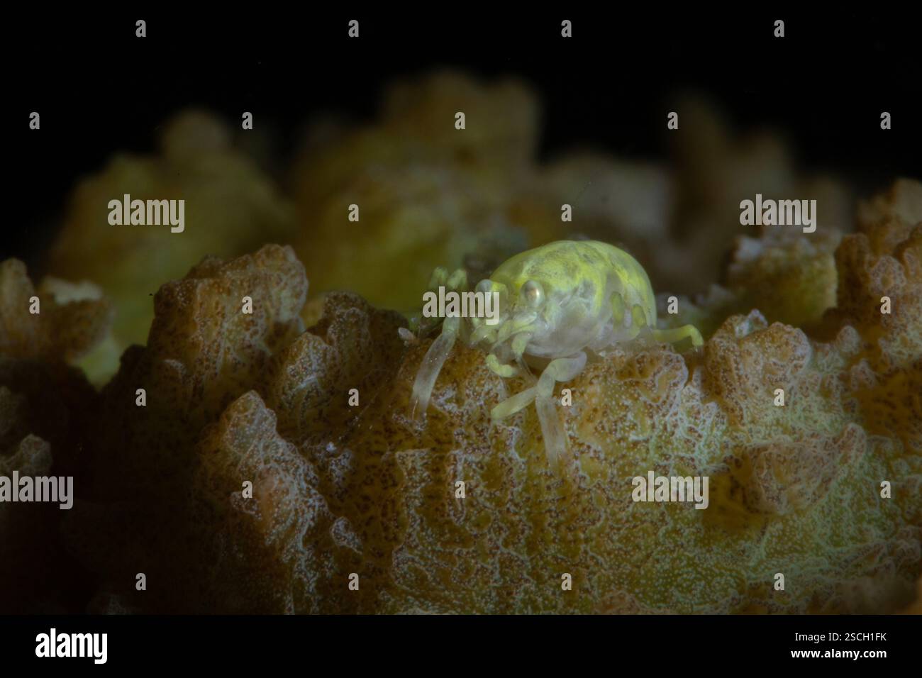 Pale Scorpion Shrimp (Metapontonia fungiacola). Photo was taken in the ...