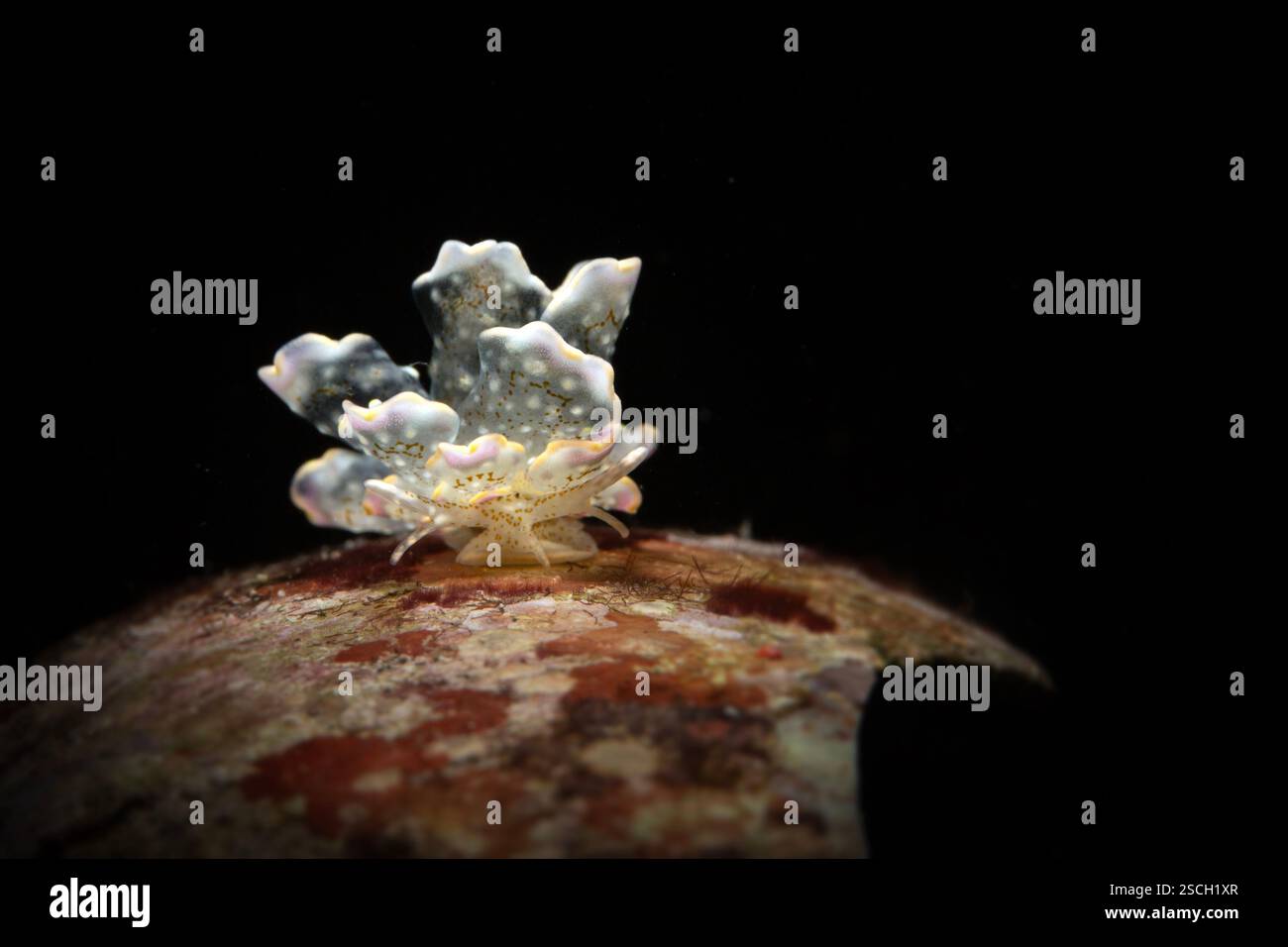 Nudibranch Cyerce bourbonica. Photo was taken in the island Romblon ...