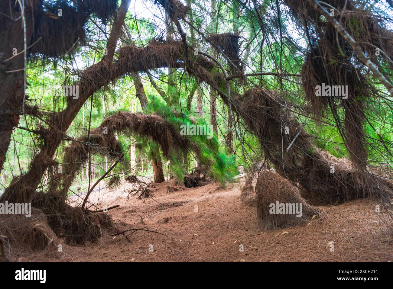 Trees dense vegetation foliage hi-res stock photography and images - Alamy