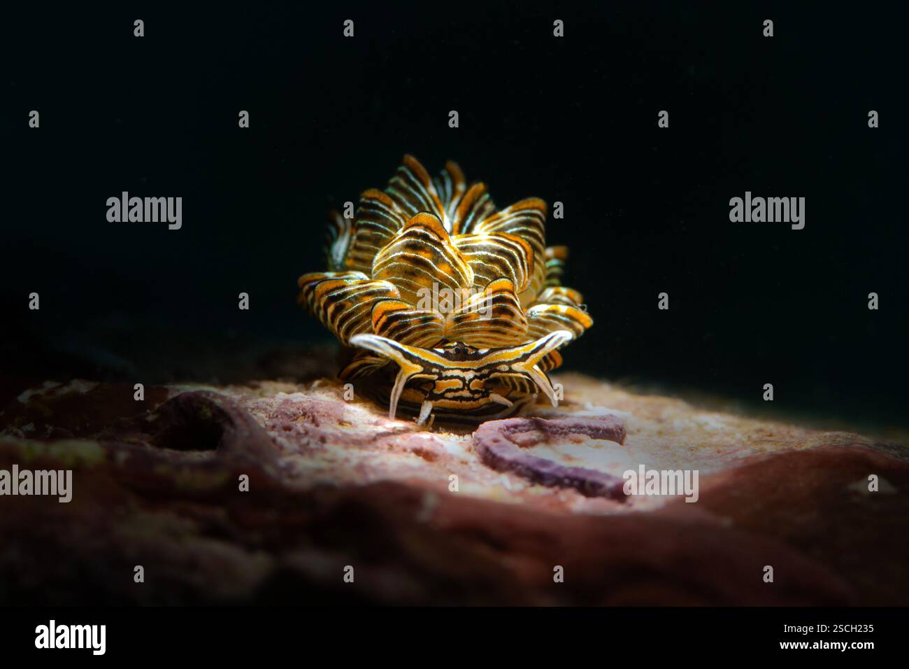 Nudibranch Cyerce nigra. Underwater macro photography from Romblon ...