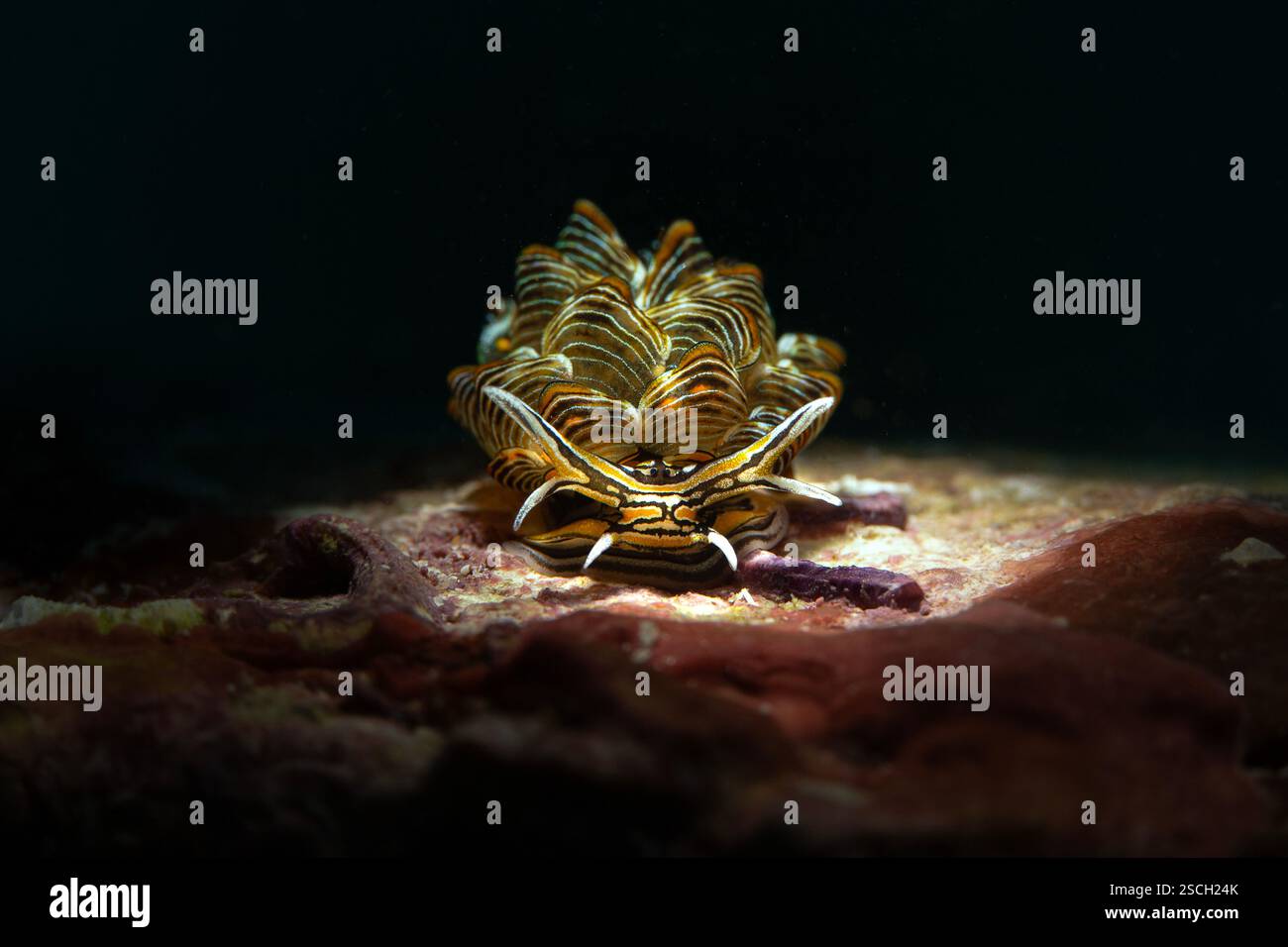 Nudibranch Cyerce nigra. Underwater macro photography from Romblon ...