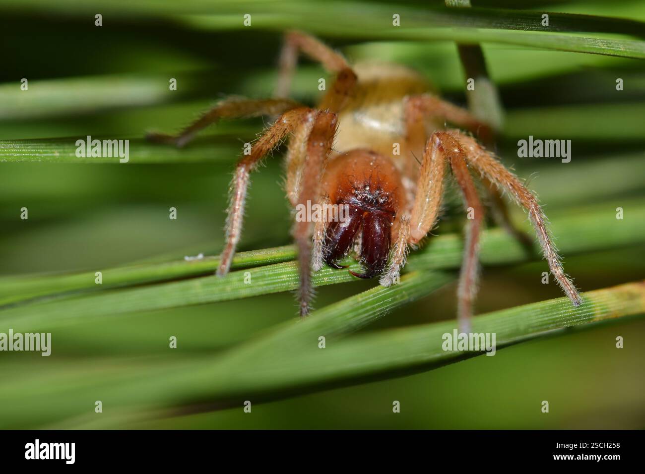 Yellow Sac spider Cheiracanthium on pine needles arachnid nature pest ...