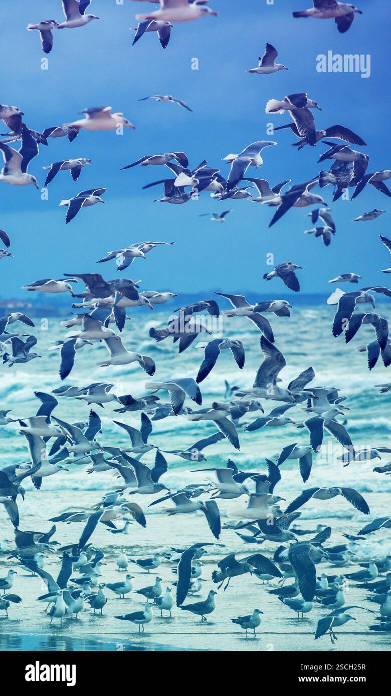 Birds fly sunset beach vertical hi-res stock photography and images - Alamy