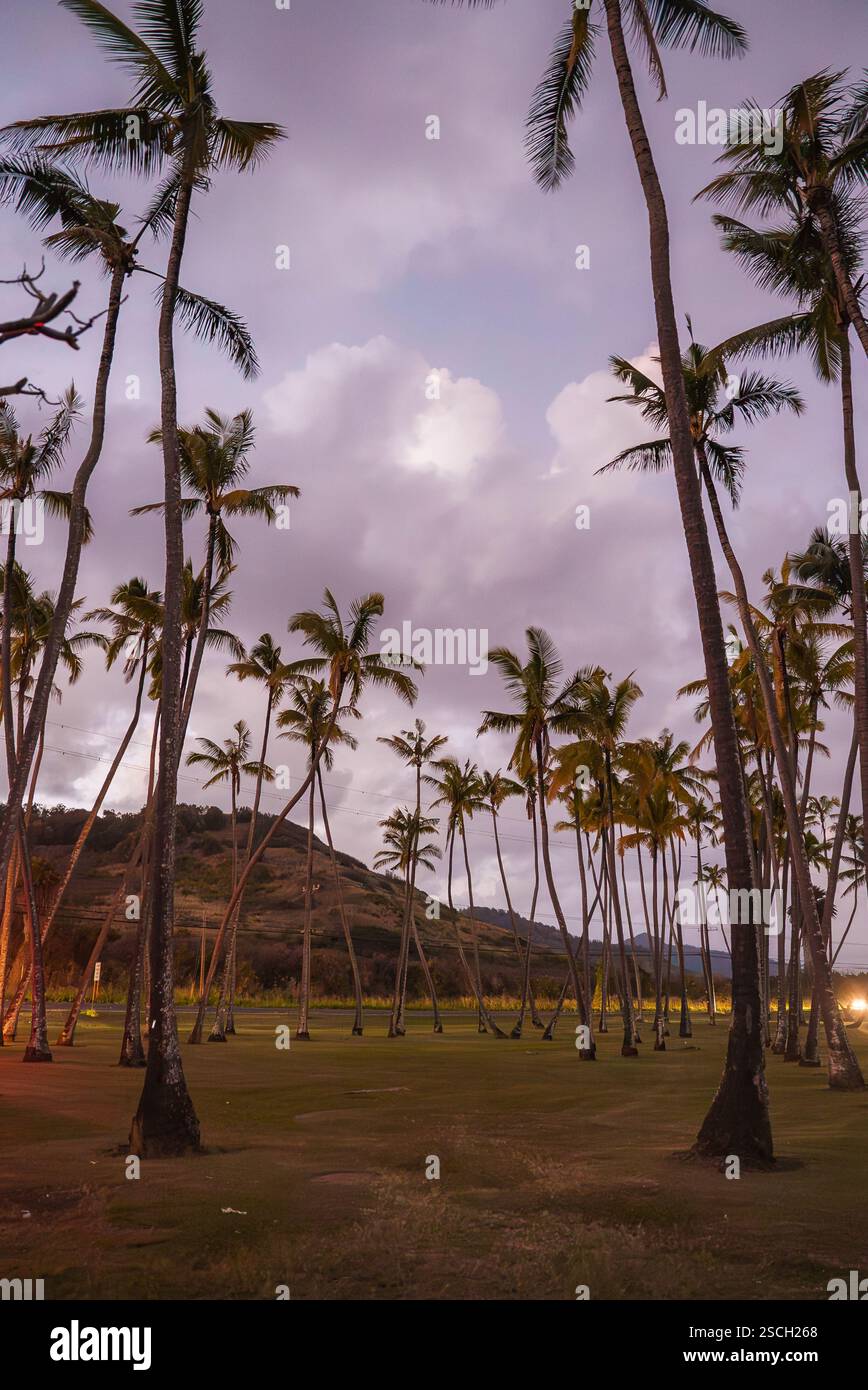 Gently sloping hill trees hi-res stock photography and images - Alamy