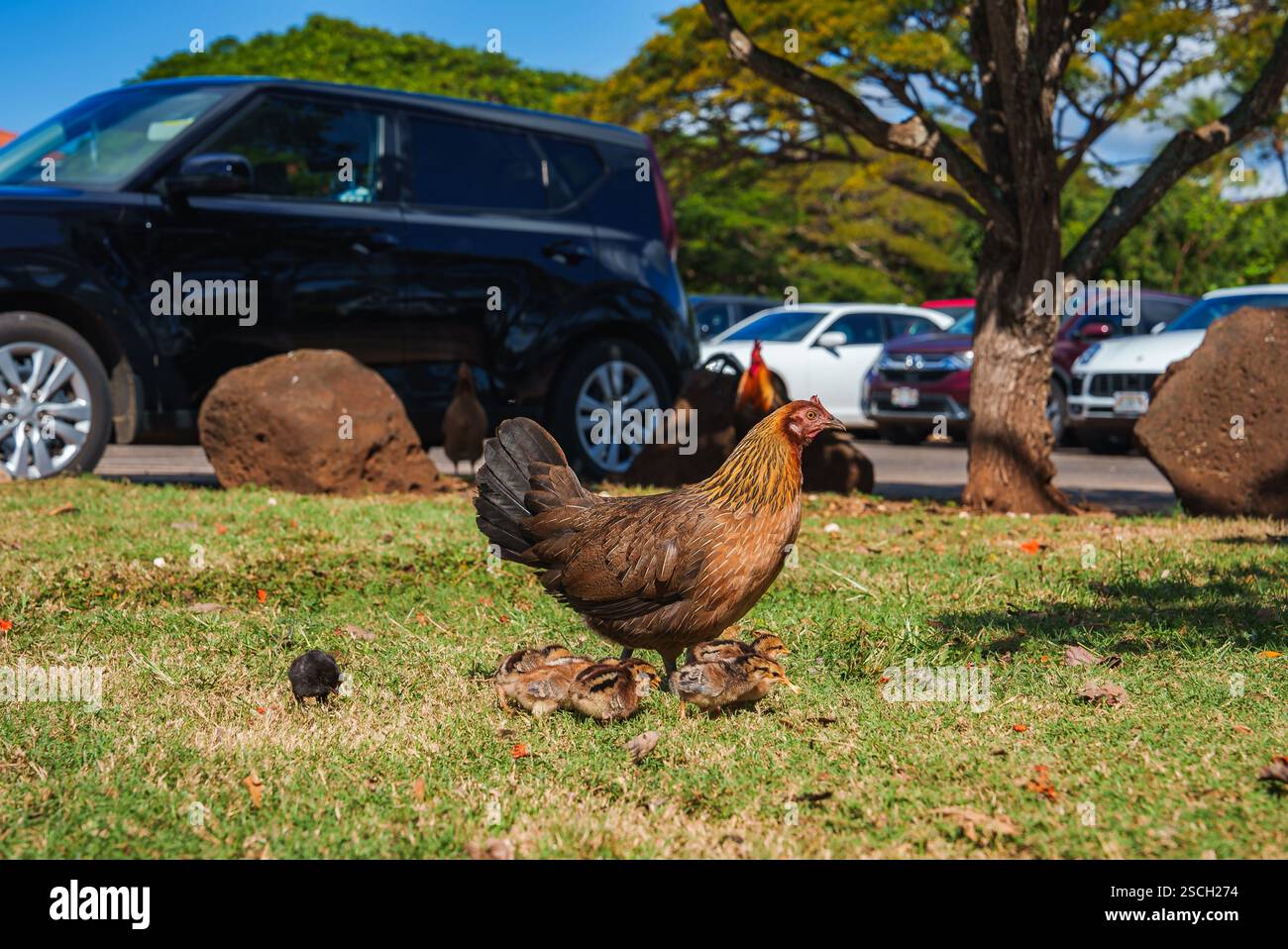 Hen with Chicks on Grass Near Parking Lot and Trees in Daylight Stock ...