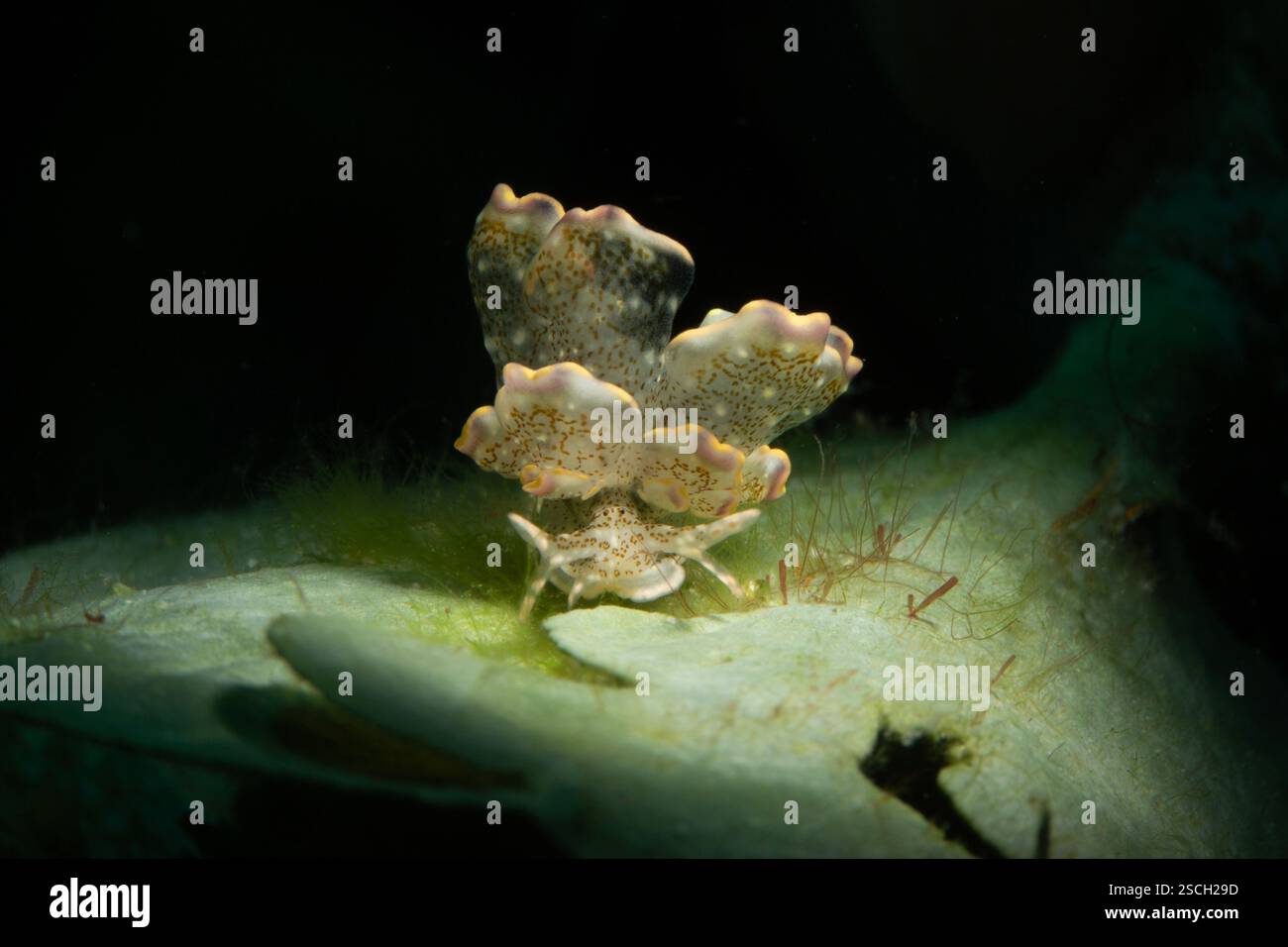 Nudibranch Cyerce bourbonica. Photo was taken in the island Romblon ...