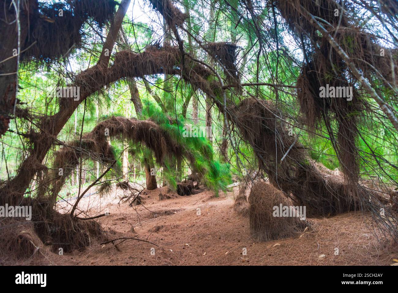 Trees arching hi-res stock photography and images - Alamy