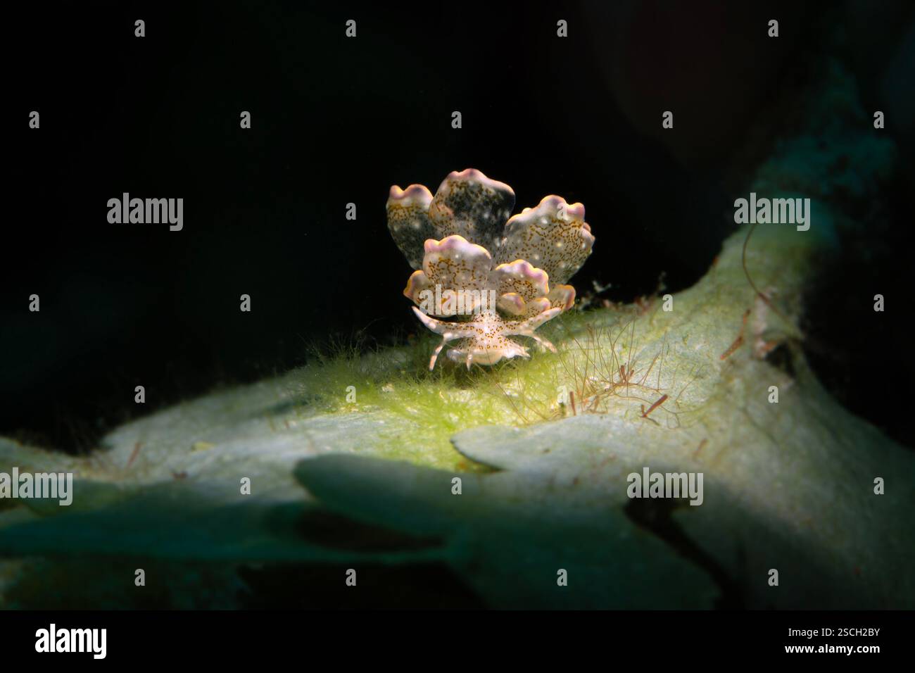 Nudibranch Cyerce bourbonica. Photo was taken in the island Romblon ...