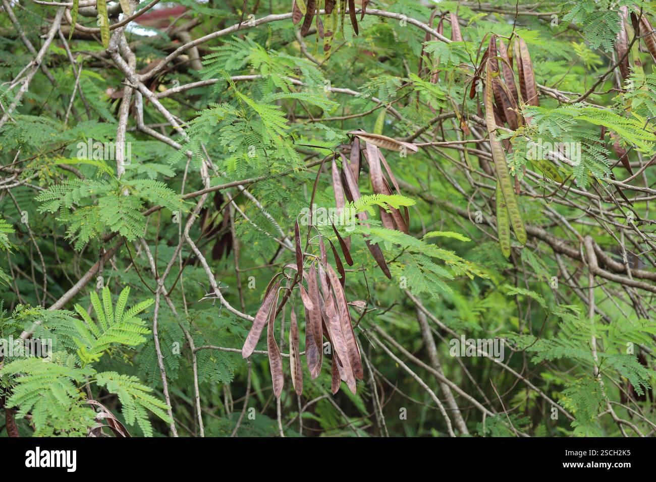 close-up long slender brown green seed pods hanging from tree branches ...