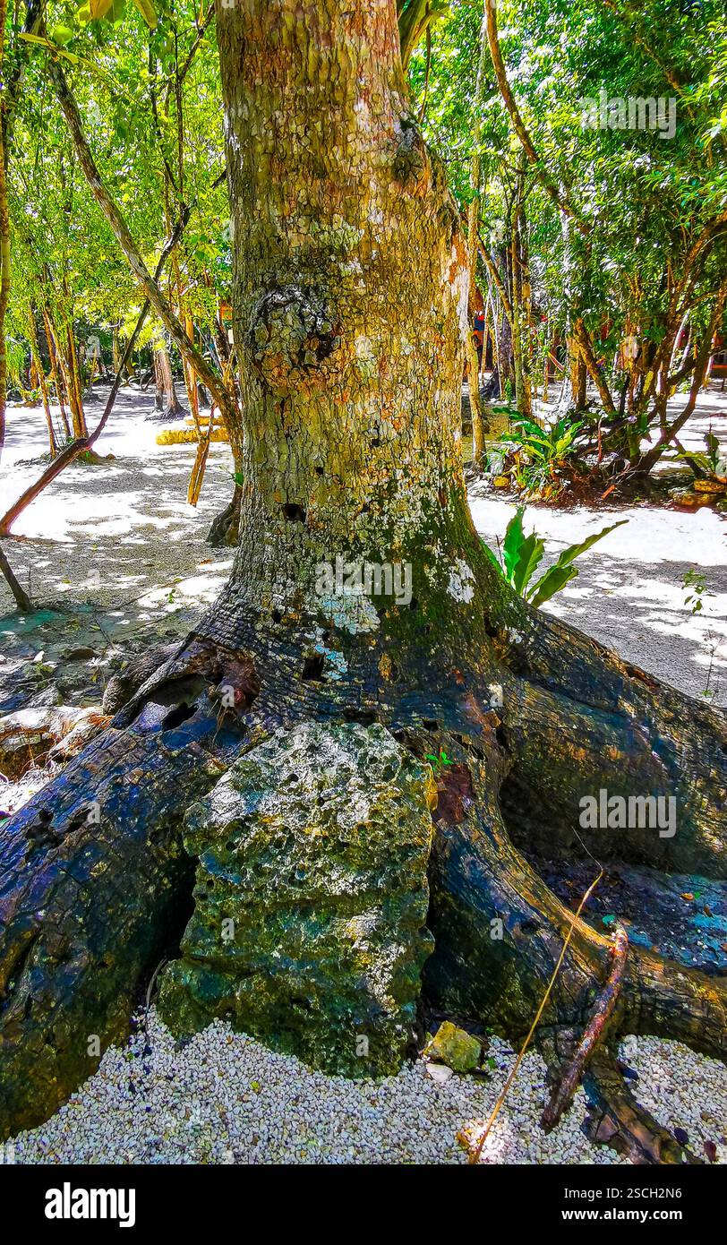 Tropical jungle and nature with trees branches plants and flowers in ...