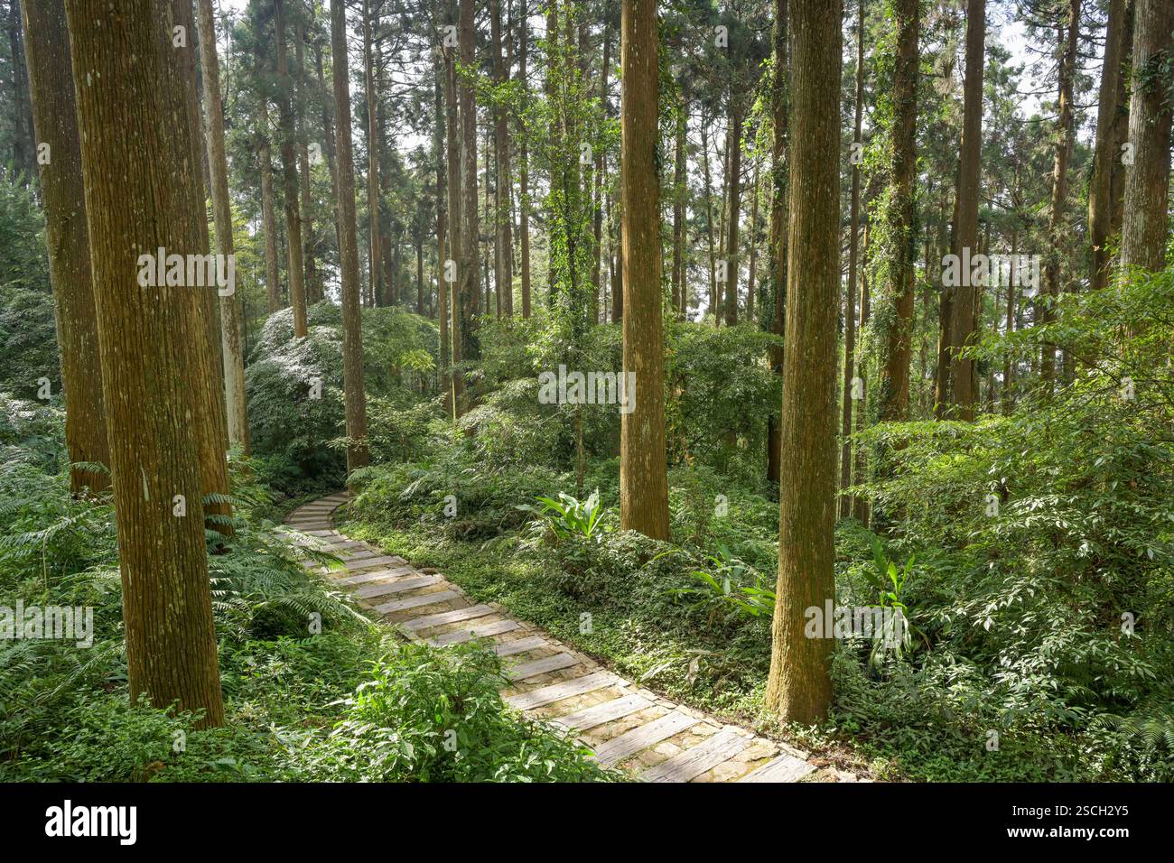 Fenqihu Cedar Boardwalk Trail, Wanderweg im Wald, Japanische Zeder ...