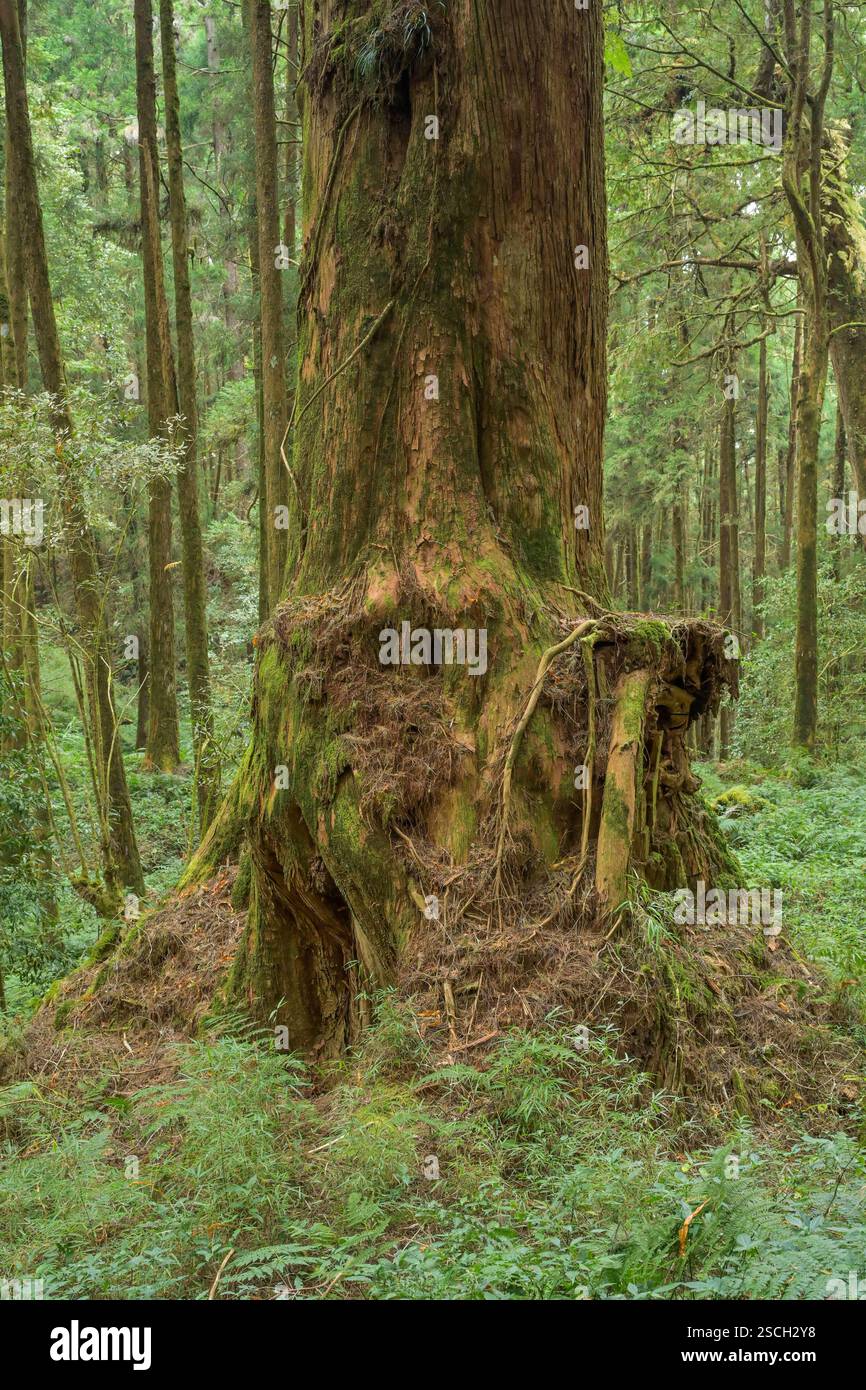 Wald, Bäume, Wurzel einer Rote Taiwanzypresse, Alishan National Forest ...