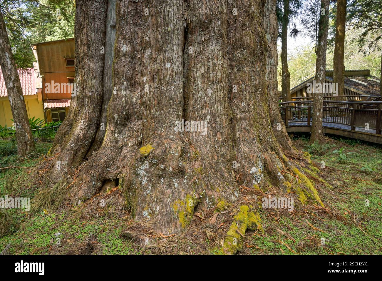 Der heilige Xianglin-Baum, Xianglin Giant Tree, Rote Taiwanzypresse ...