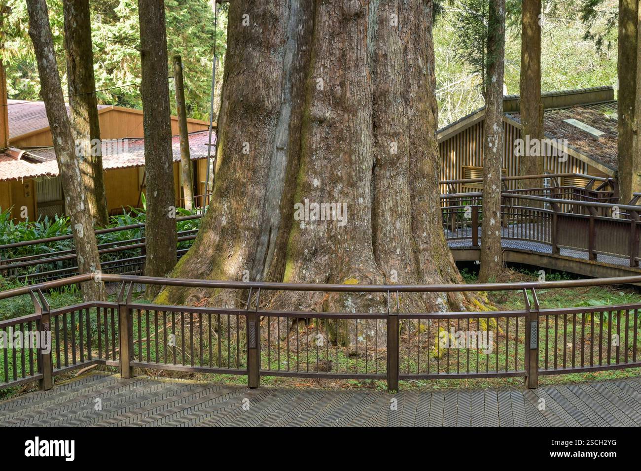 Der heilige Xianglin-Baum, Xianglin Giant Tree, Rote Taiwanzypresse ...