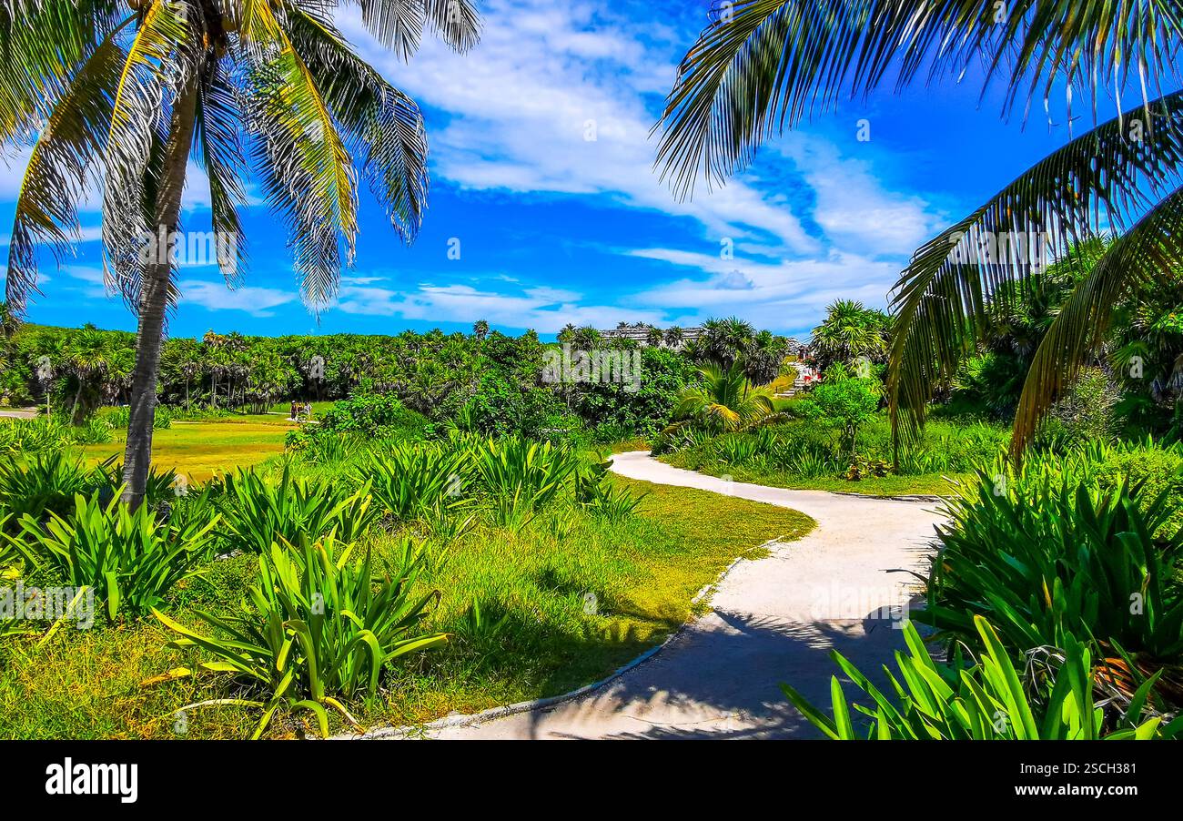 Tropical natural jungle forest palm trees and walking path trail at the ...
